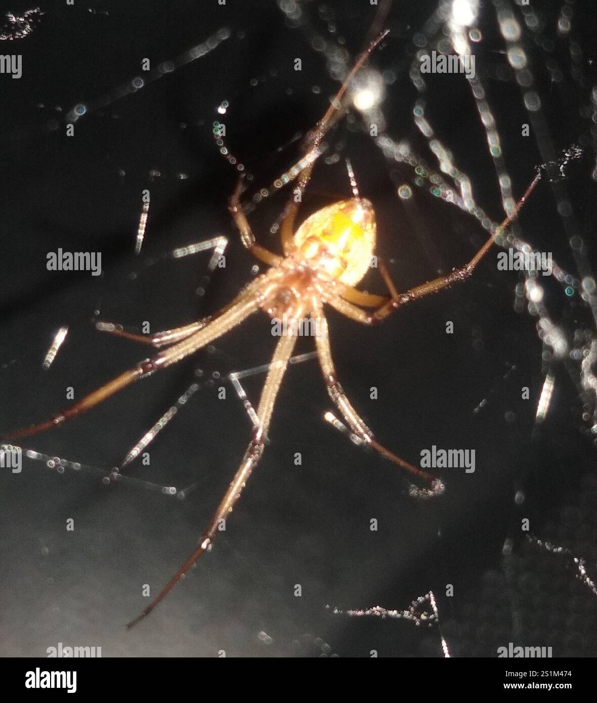 Brown Widow (Latrodectus geometricus Stock Photo - Alamy
