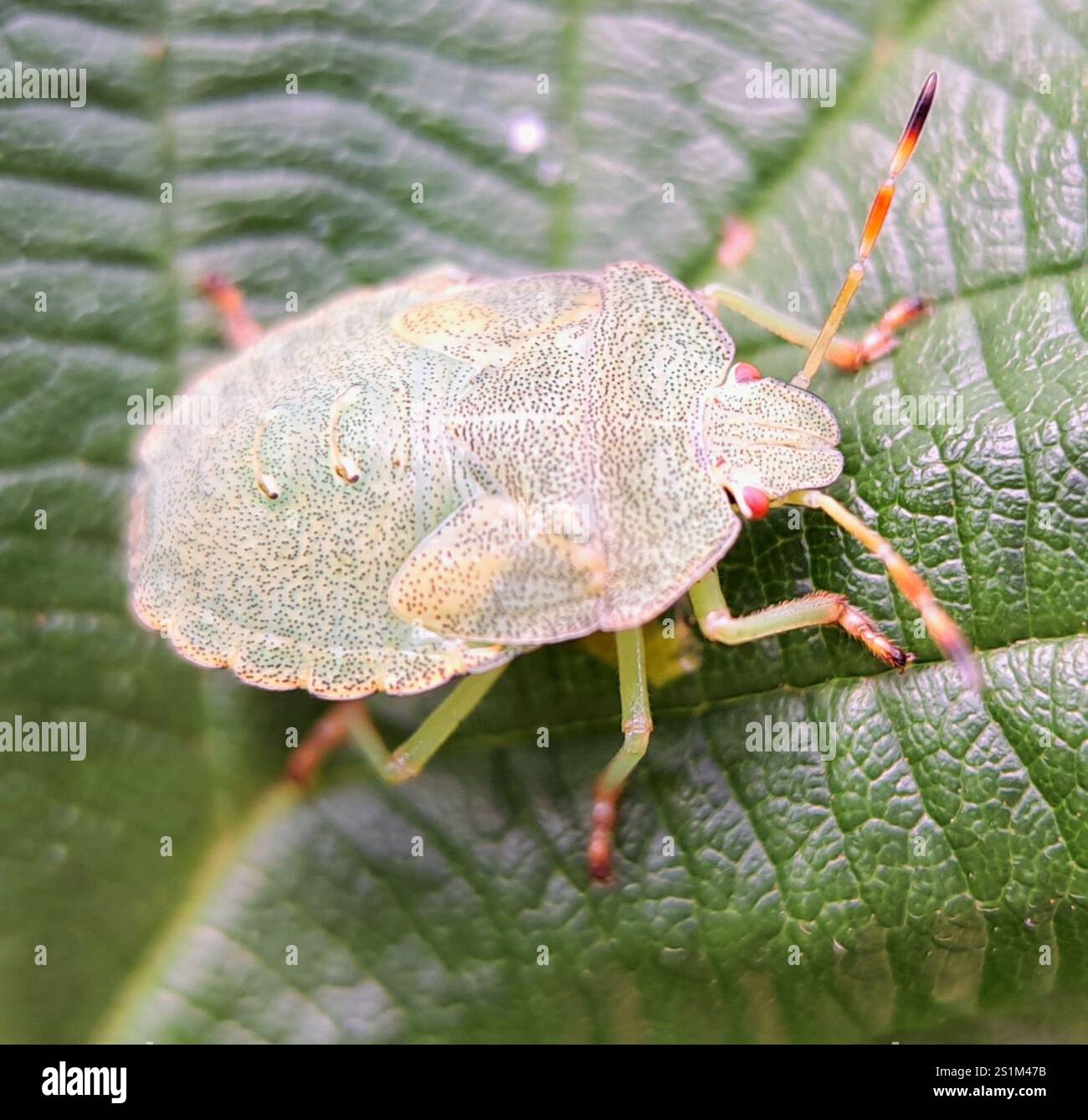 Green Shield Bug (Palomena prasina Stock Photo - Alamy