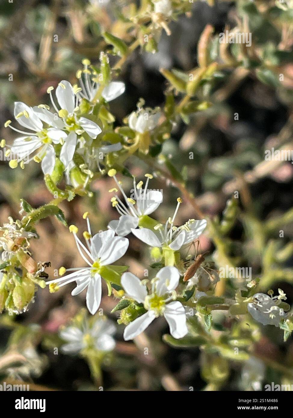 Booth's Evening Primrose (Eremothera boothii Stock Photo - Alamy