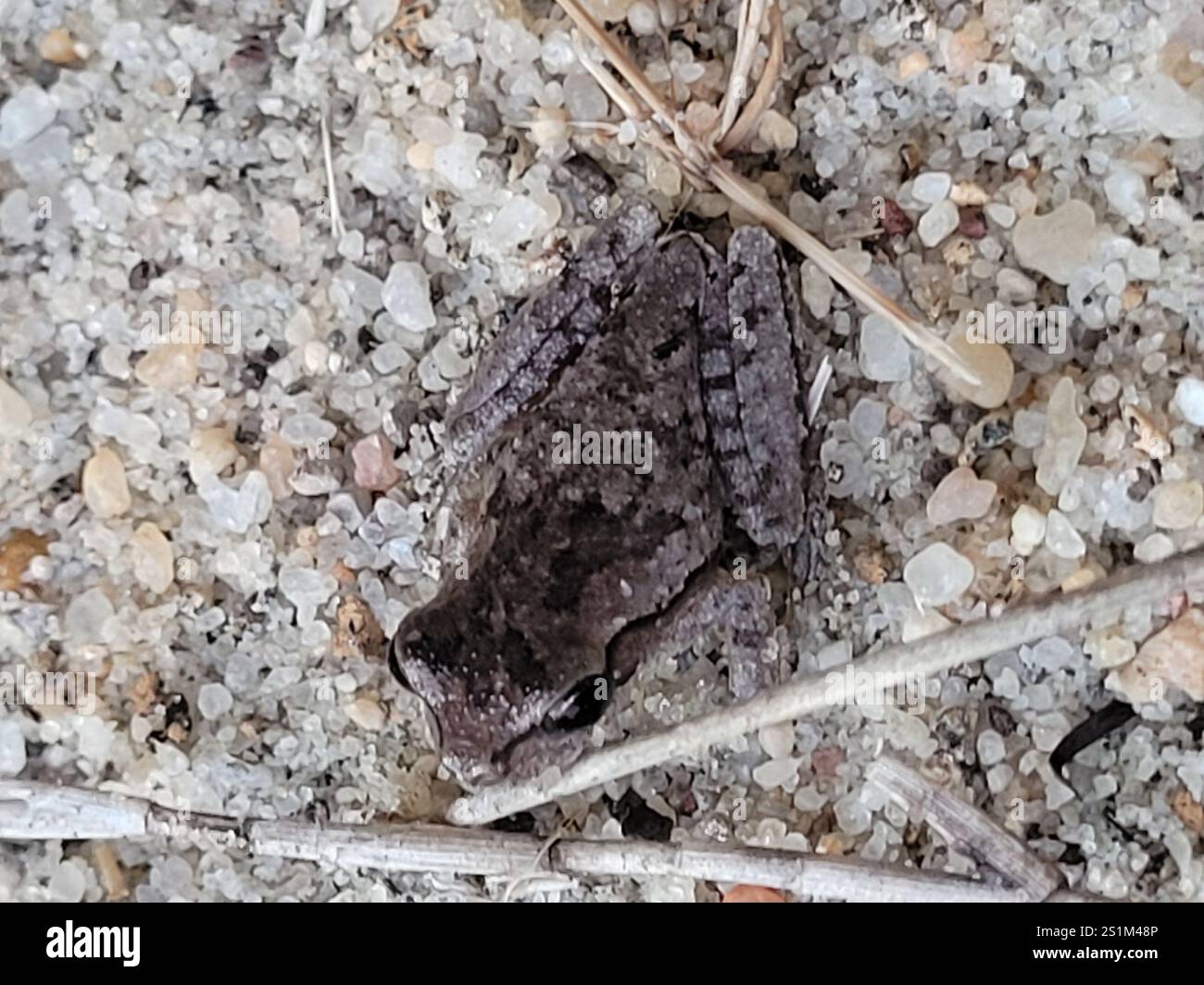Pine Woods Tree Frog (Hyla femoralis Stock Photo - Alamy