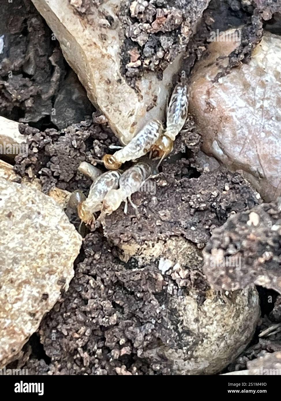 Long-jawed Desert Termites (Gnathamitermes Stock Photo - Alamy