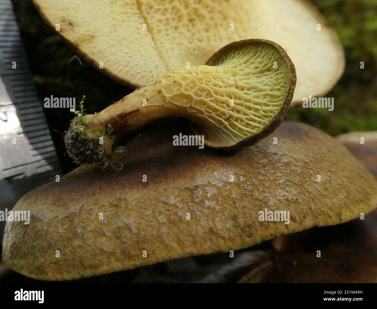 ash-tree bolete (Boletinellus merulioides Stock Photo - Alamy