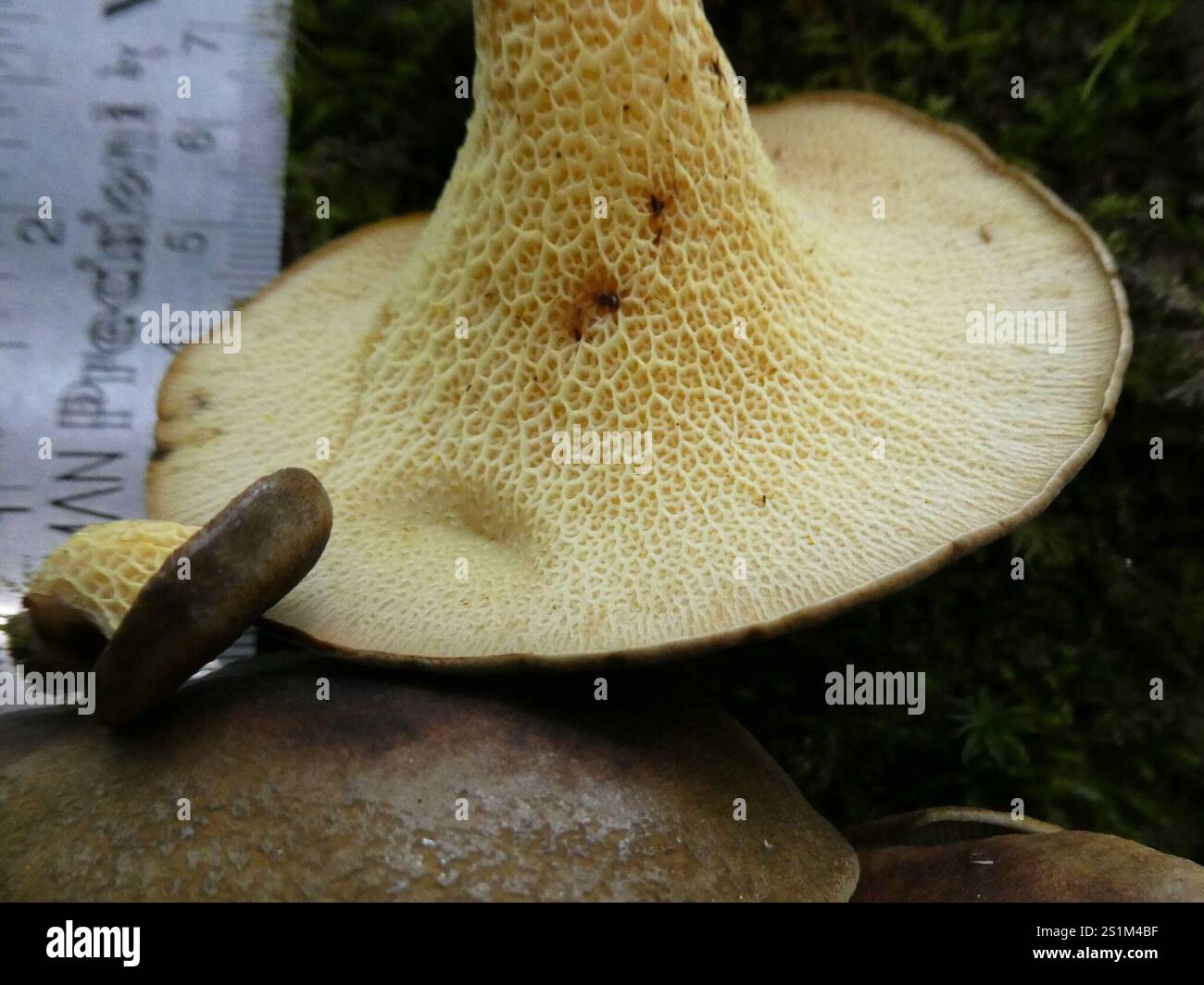 ash-tree bolete (Boletinellus merulioides Stock Photo - Alamy
