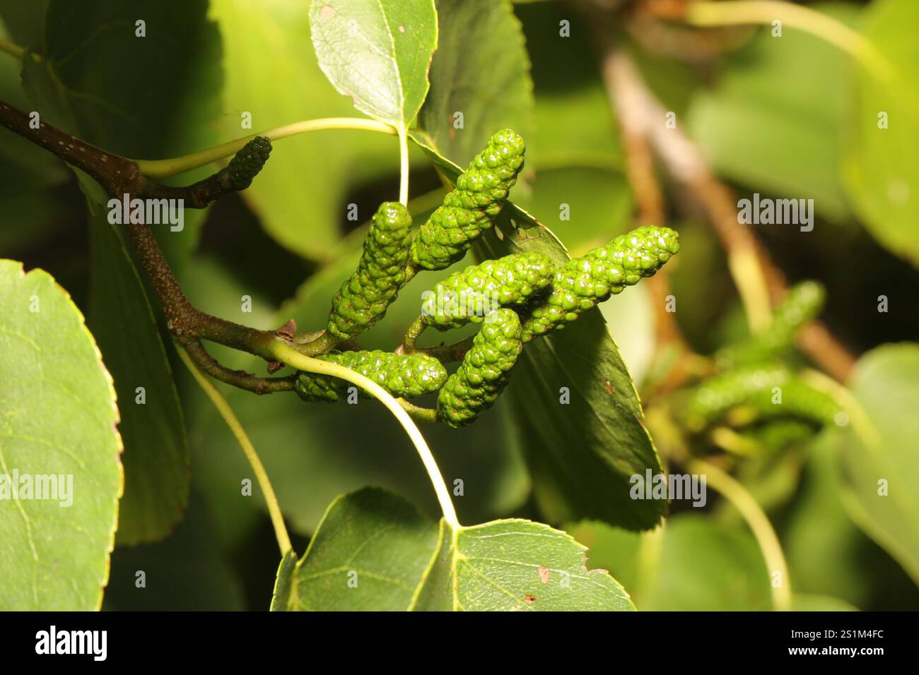 Italian alder (Alnus cordata Stock Photo - Alamy