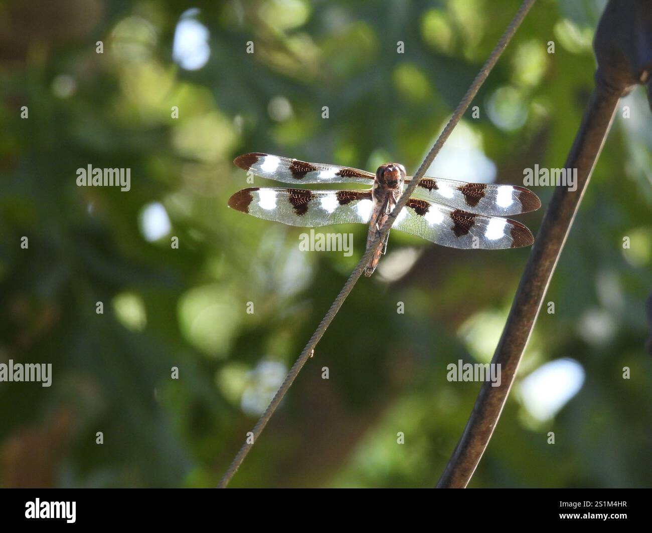 Twelve-spotted Skimmer (Libellula pulchella Stock Photo - Alamy