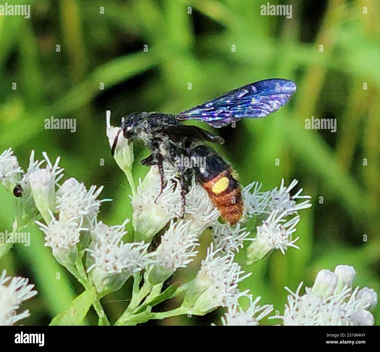 Two-spotted Scoliid Wasp (Scolia dubia dubia Stock Photo - Alamy