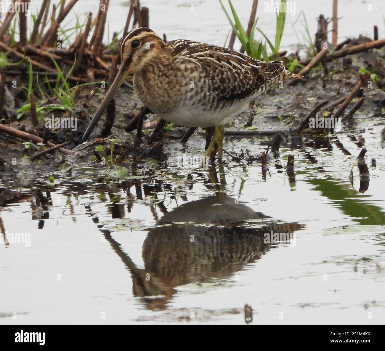 Common Snipe (Gallinago gallinago Stock Photo - Alamy