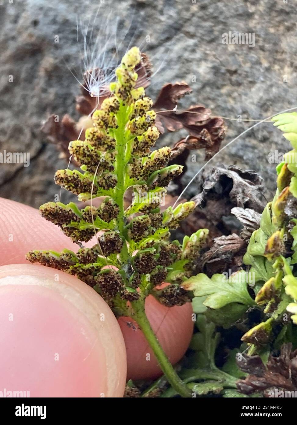 black spleenwort (Asplenium adiantum-nigrum Stock Photo - Alamy