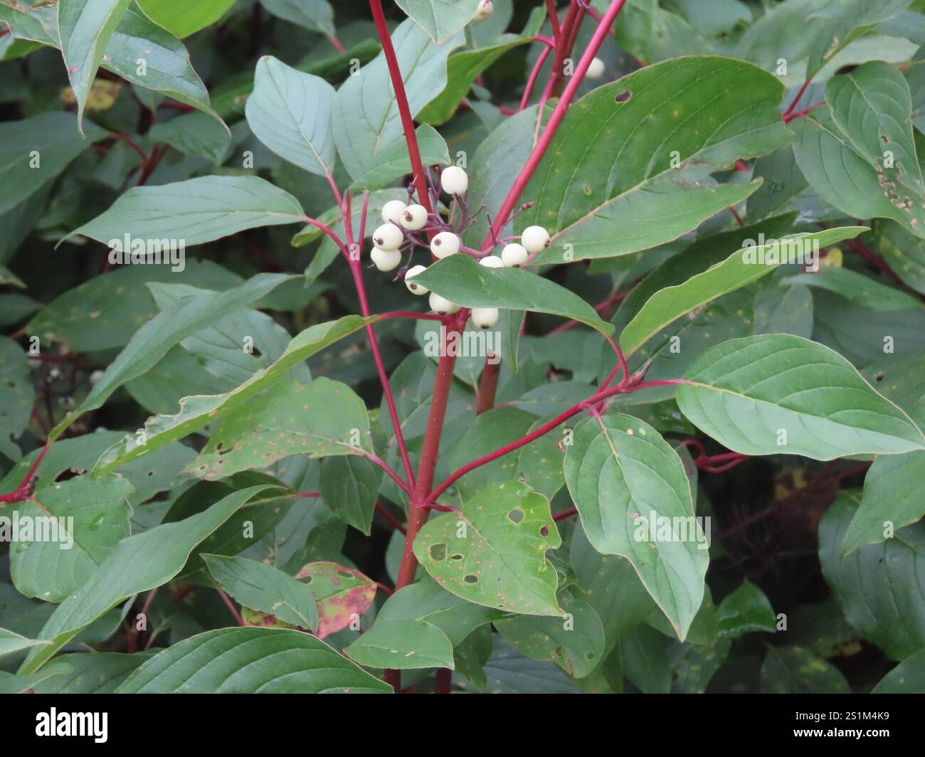 red osier dogwood (Cornus sericea Stock Photo - Alamy