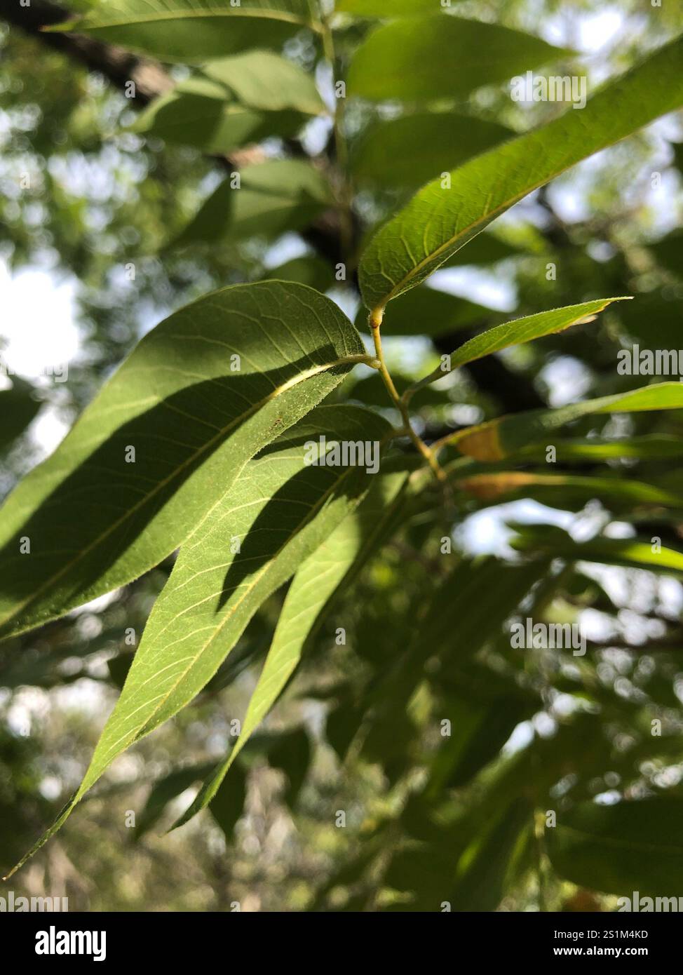 Arizona black walnut (Juglans major Stock Photo - Alamy