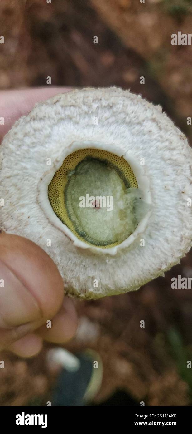 Pineapple Bolete (Boletellus ananas Stock Photo - Alamy