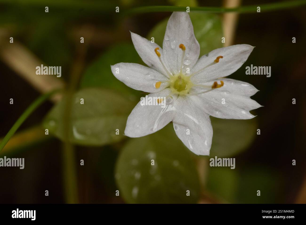 Arctic Starflower (Lysimachia europaea Stock Photo - Alamy