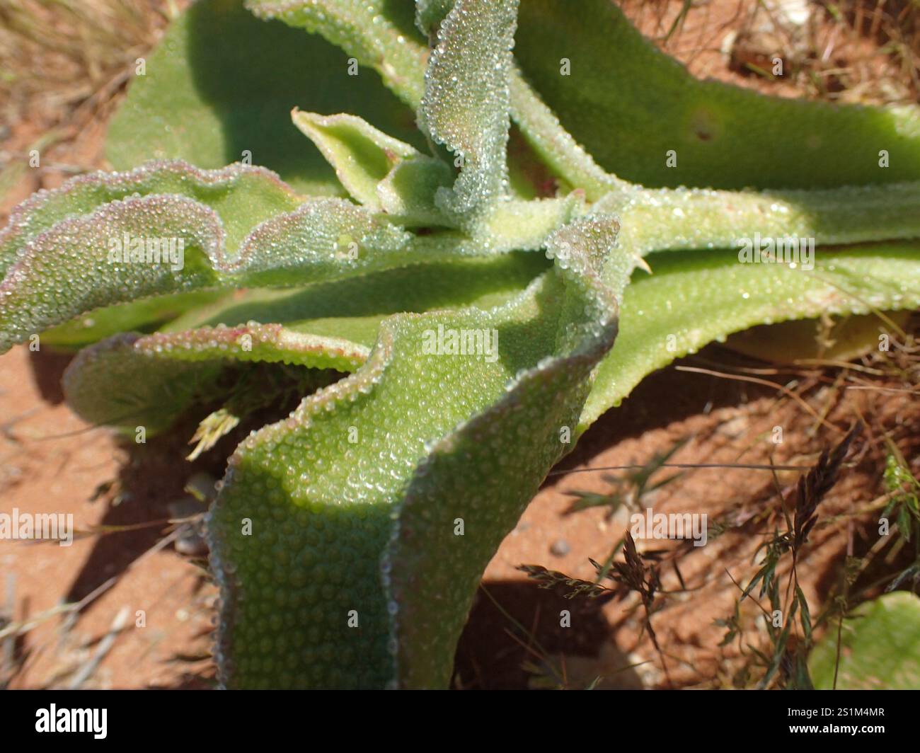 Brakslaai (Mesembryanthemum guerichianum Stock Photo - Alamy