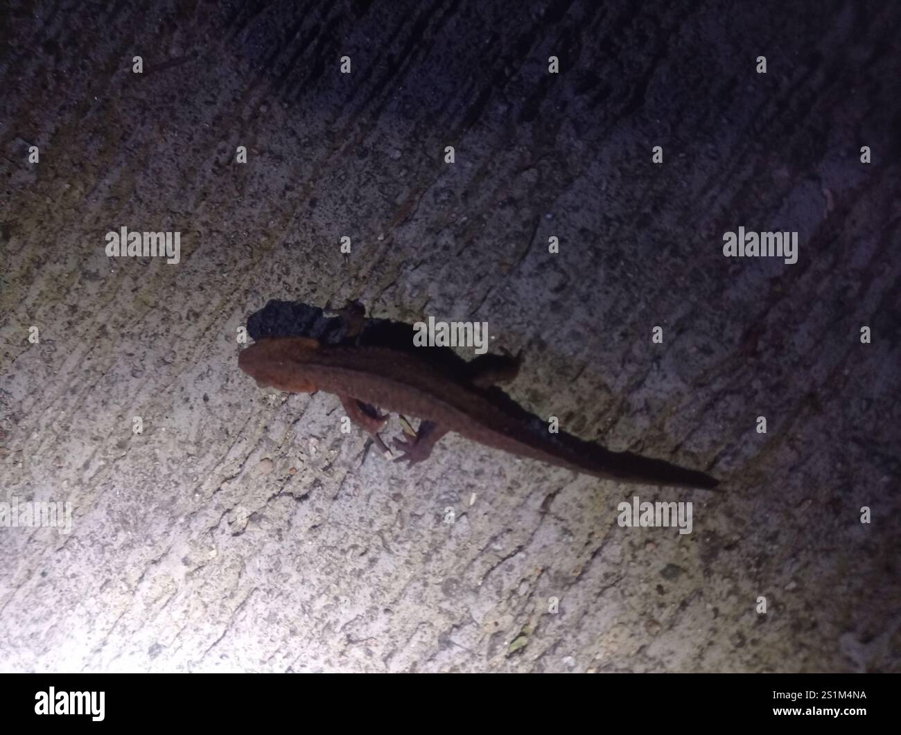 Hong Kong Warty Newt (Paramesotriton hongkongensis Stock Photo - Alamy