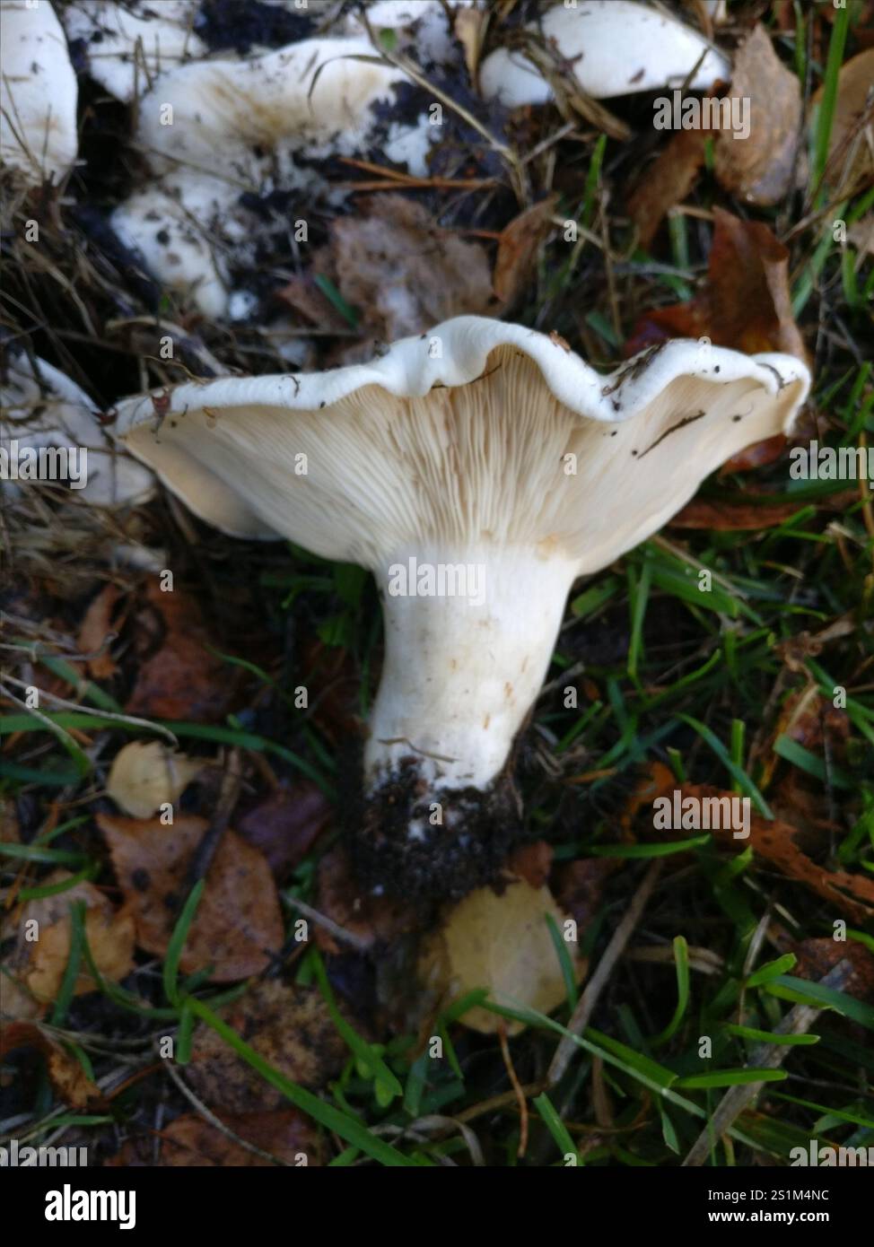 Giant Funnel (Aspropaxillus giganteus Stock Photo - Alamy