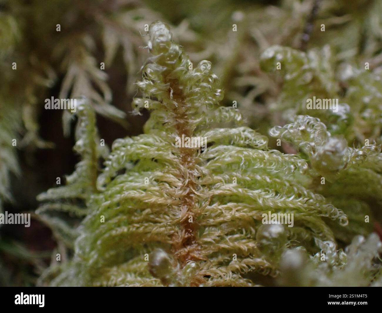 Ostrich-plume Moss (Ptilium crista-castrensis Stock Photo - Alamy
