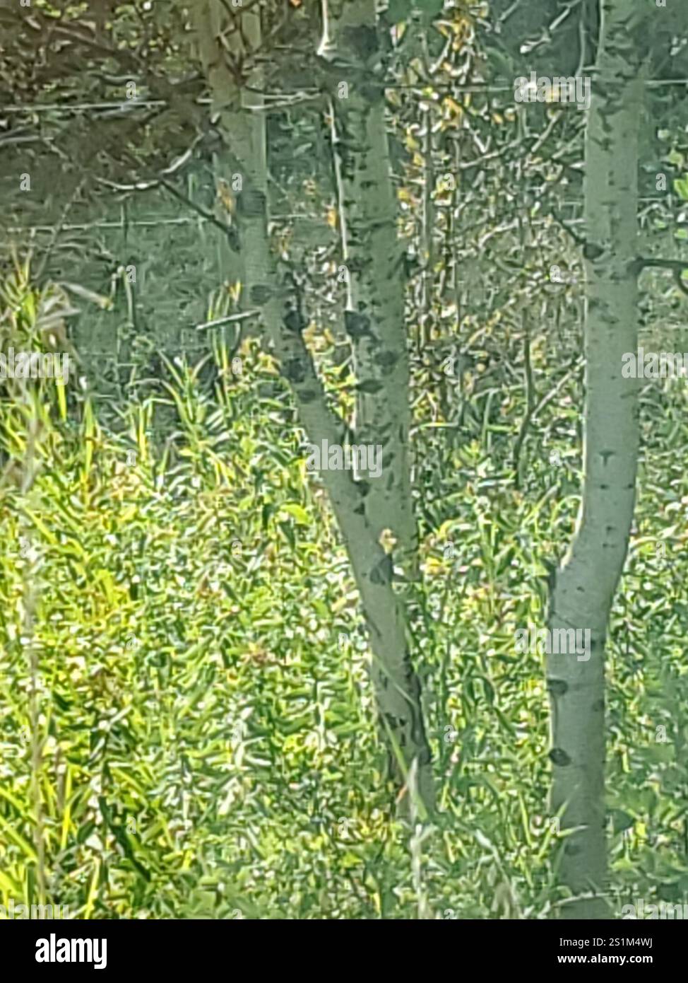quaking aspen (Populus tremuloides Stock Photo - Alamy