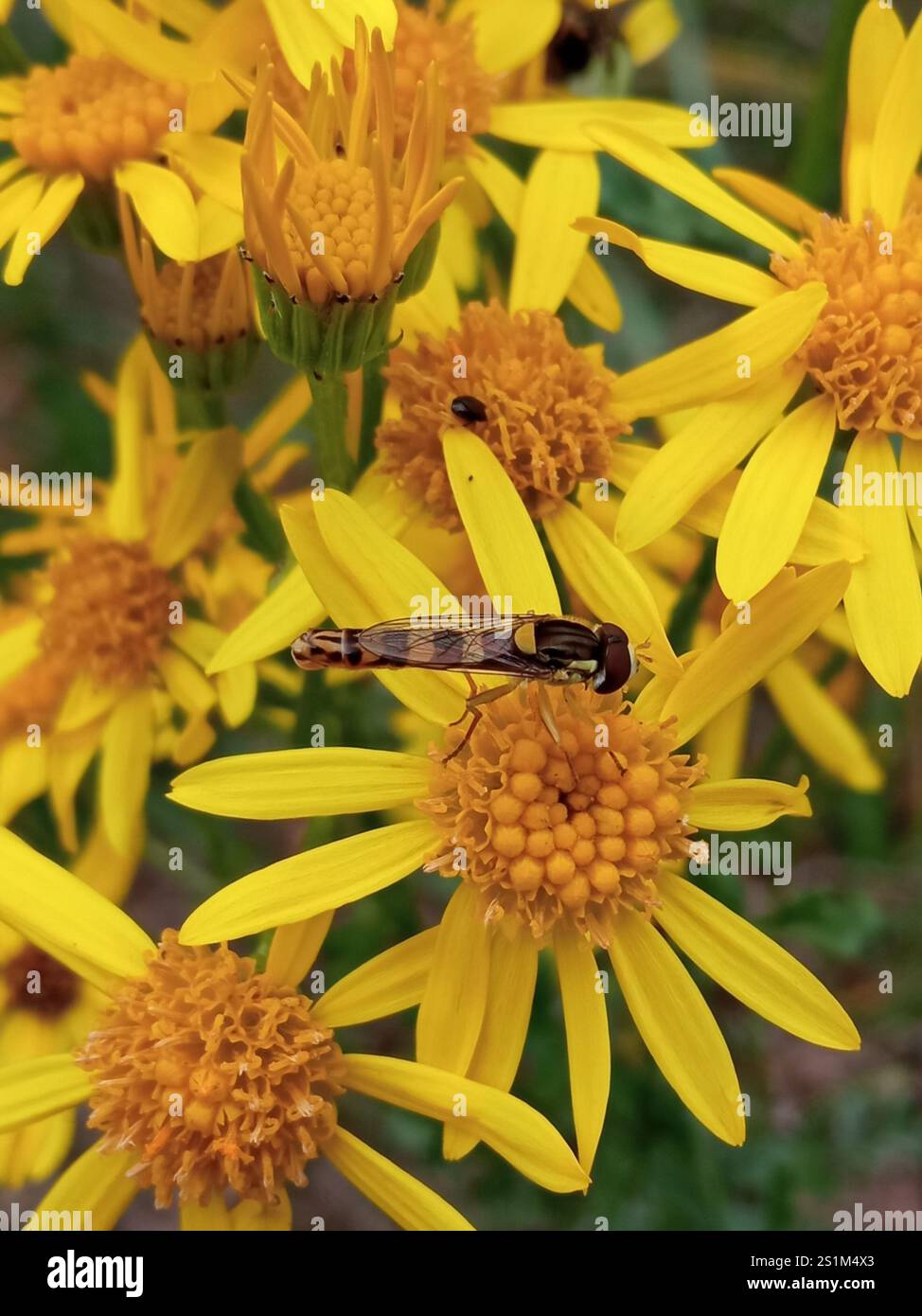 Common Globetail (Sphaerophoria scripta Stock Photo - Alamy