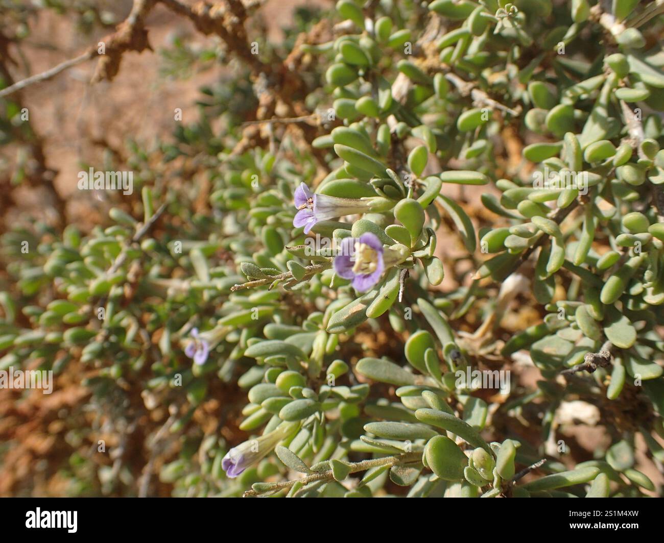 Strandveld Honeythorn (Lycium strandveldense Stock Photo - Alamy