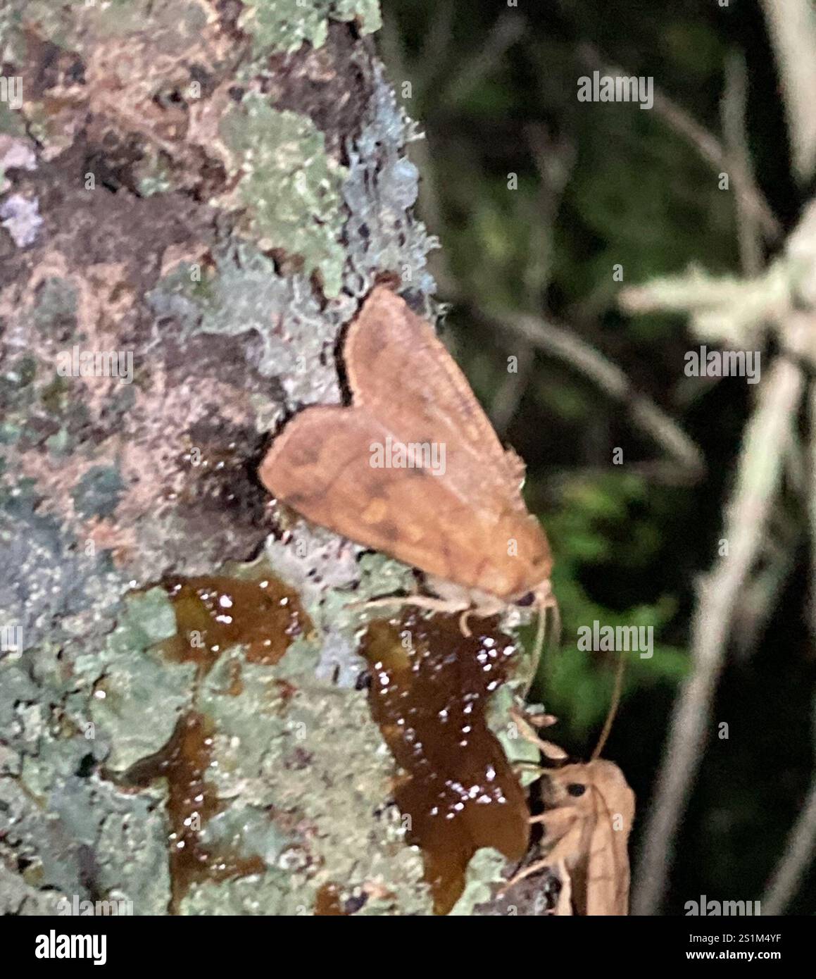 Aspen Twoleaf Tier Moth (Enargia decolor Stock Photo - Alamy