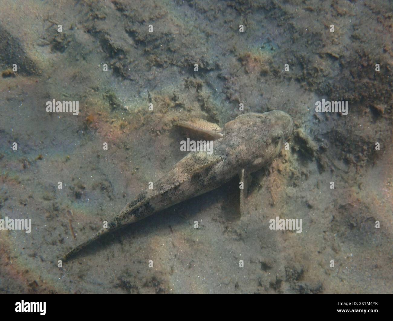 Gobius cobitis hi-res stock photography and images - Alamy