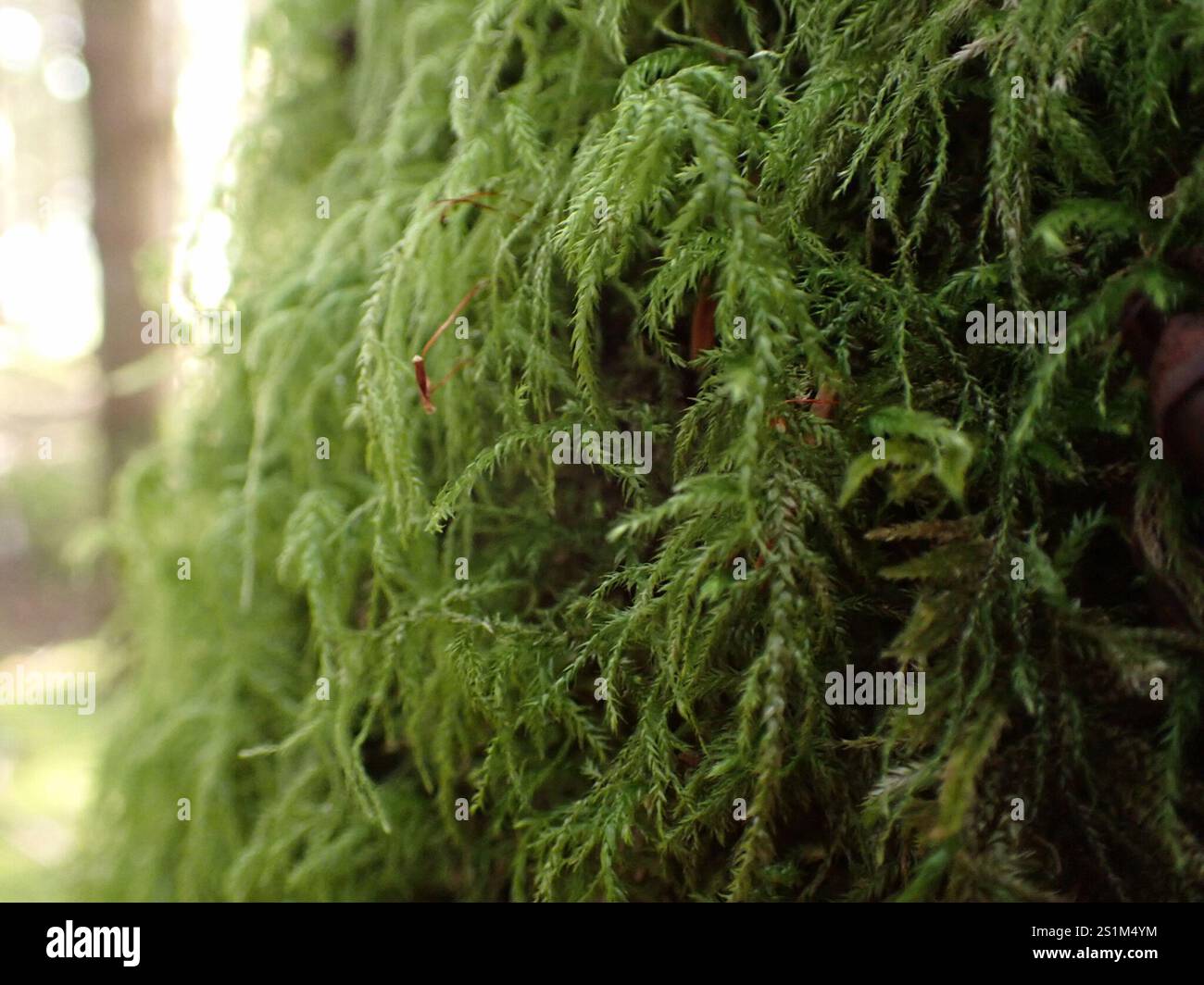 Cat's Tail Moss (Pseudisothecium stoloniferum Stock Photo - Alamy