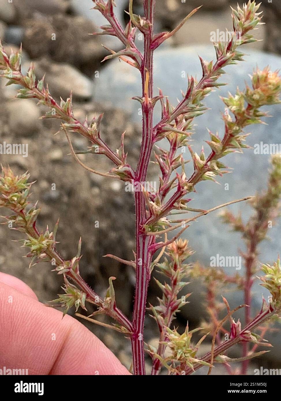 Prickly Russian Thistle (Salsola tragus Stock Photo - Alamy