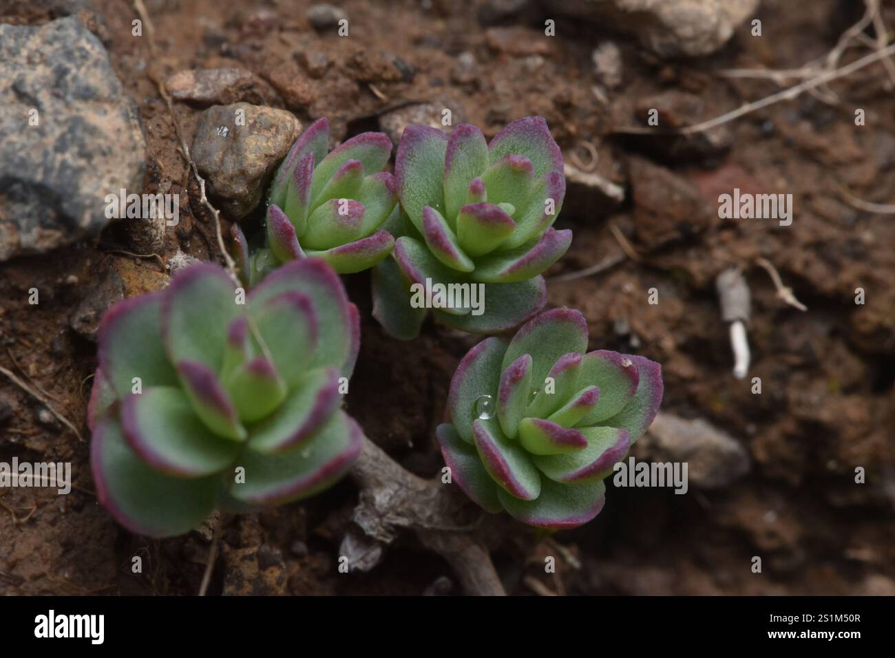 western roseroot (Rhodiola integrifolia Stock Photo - Alamy