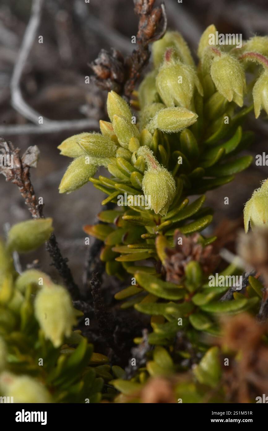 Yellow Mountain-heath (Phyllodoce glanduliflora Stock Photo - Alamy