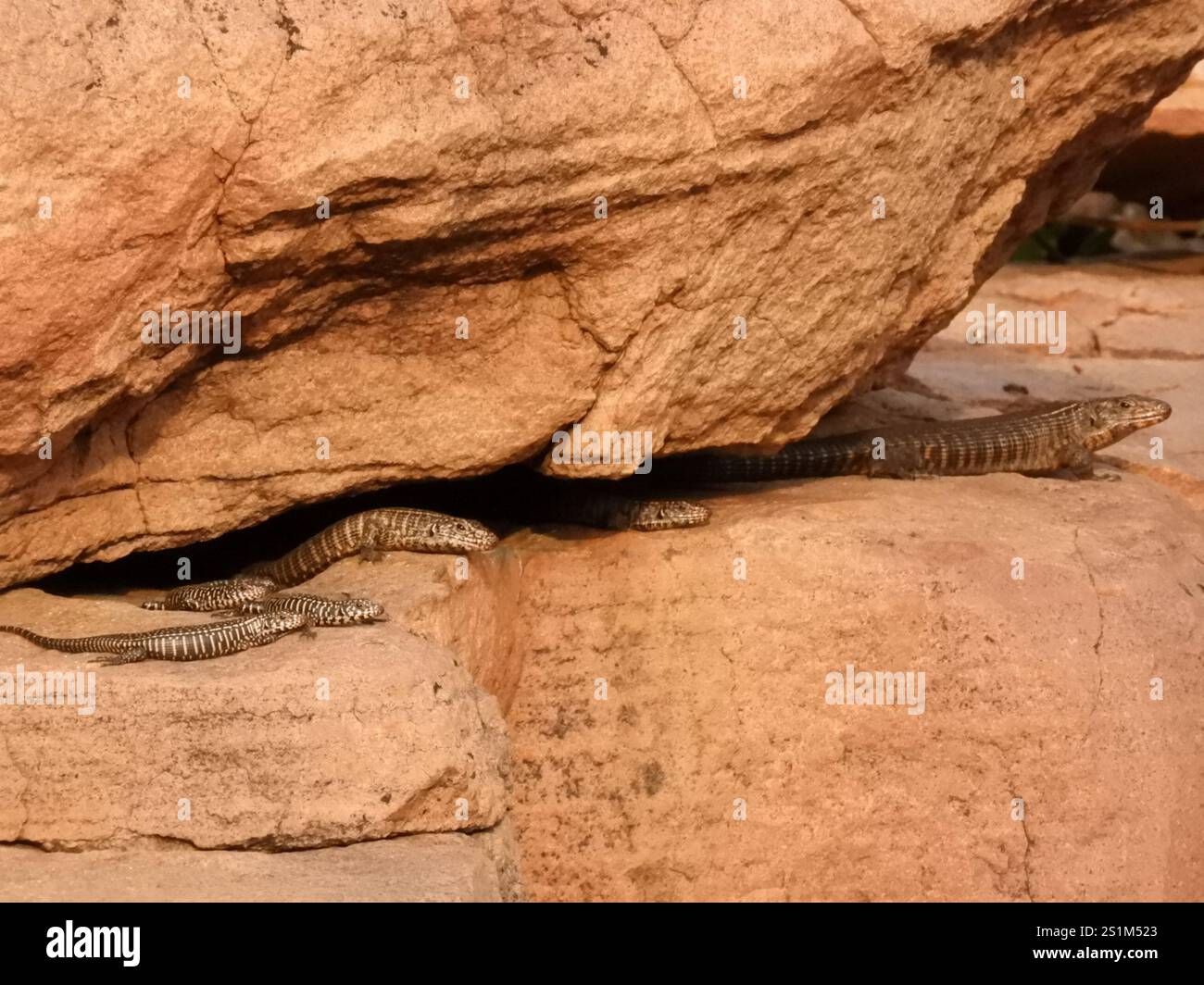 Common Giant Plated Lizard (Matobosaurus validus Stock Photo - Alamy