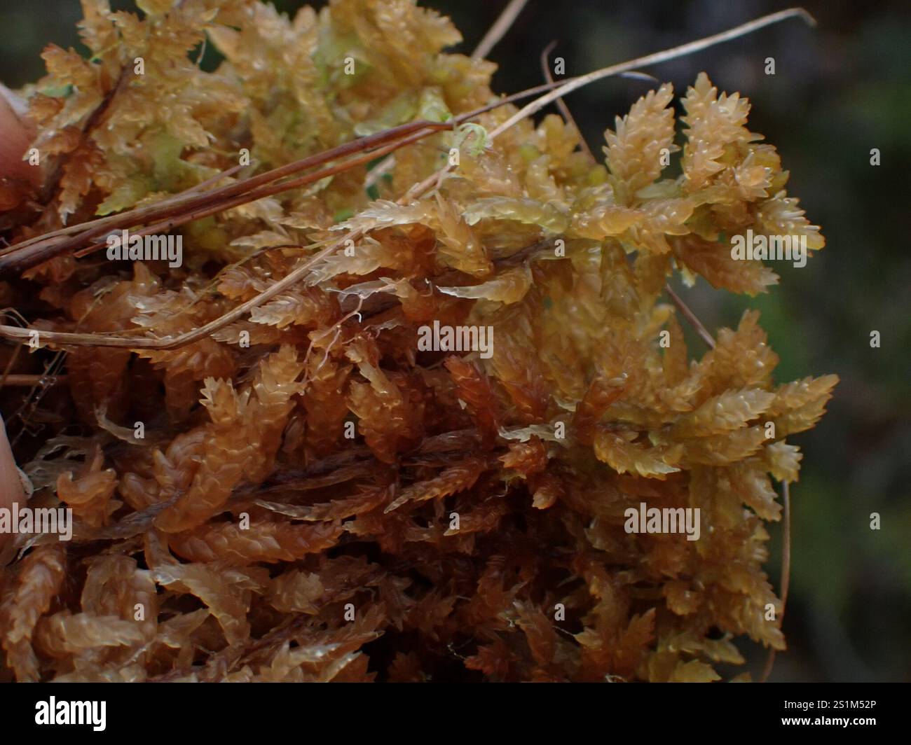 Papillose Peatmoss (Sphagnum papillosum Stock Photo - Alamy