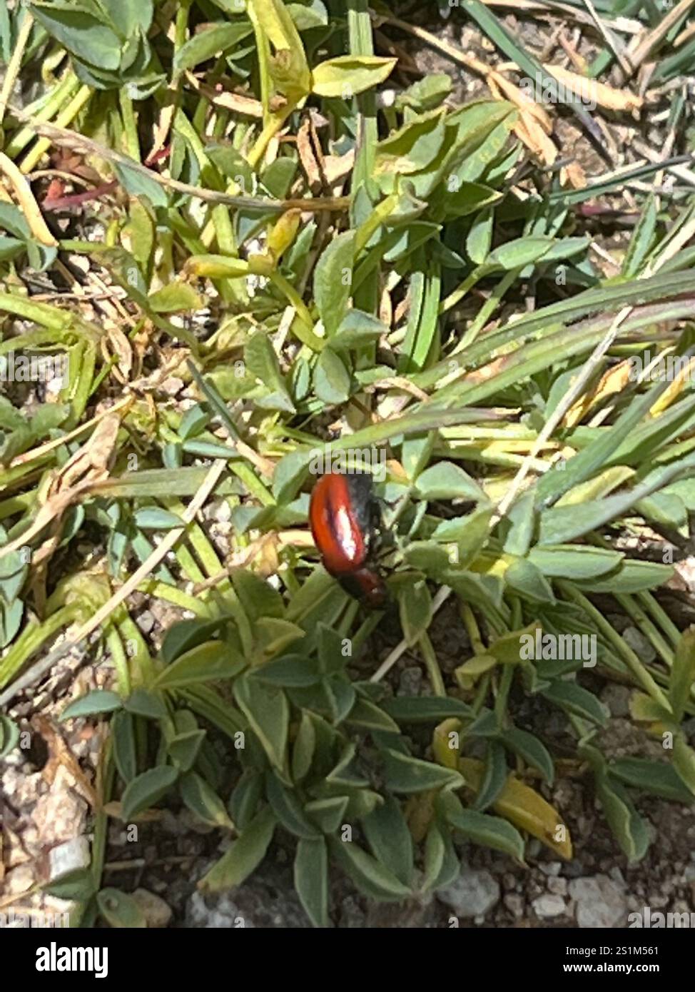 Entomoscelis hi-res stock photography and images - Alamy