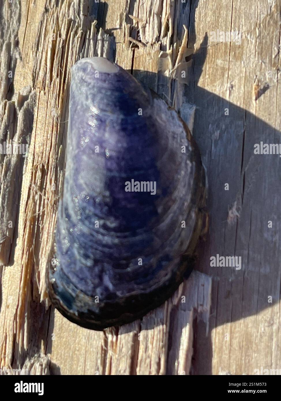 Northern Bay Mussel (Mytilus trossulus Stock Photo - Alamy