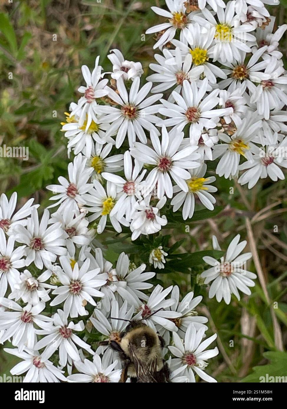 white heath aster (Symphyotrichum ericoides Stock Photo - Alamy