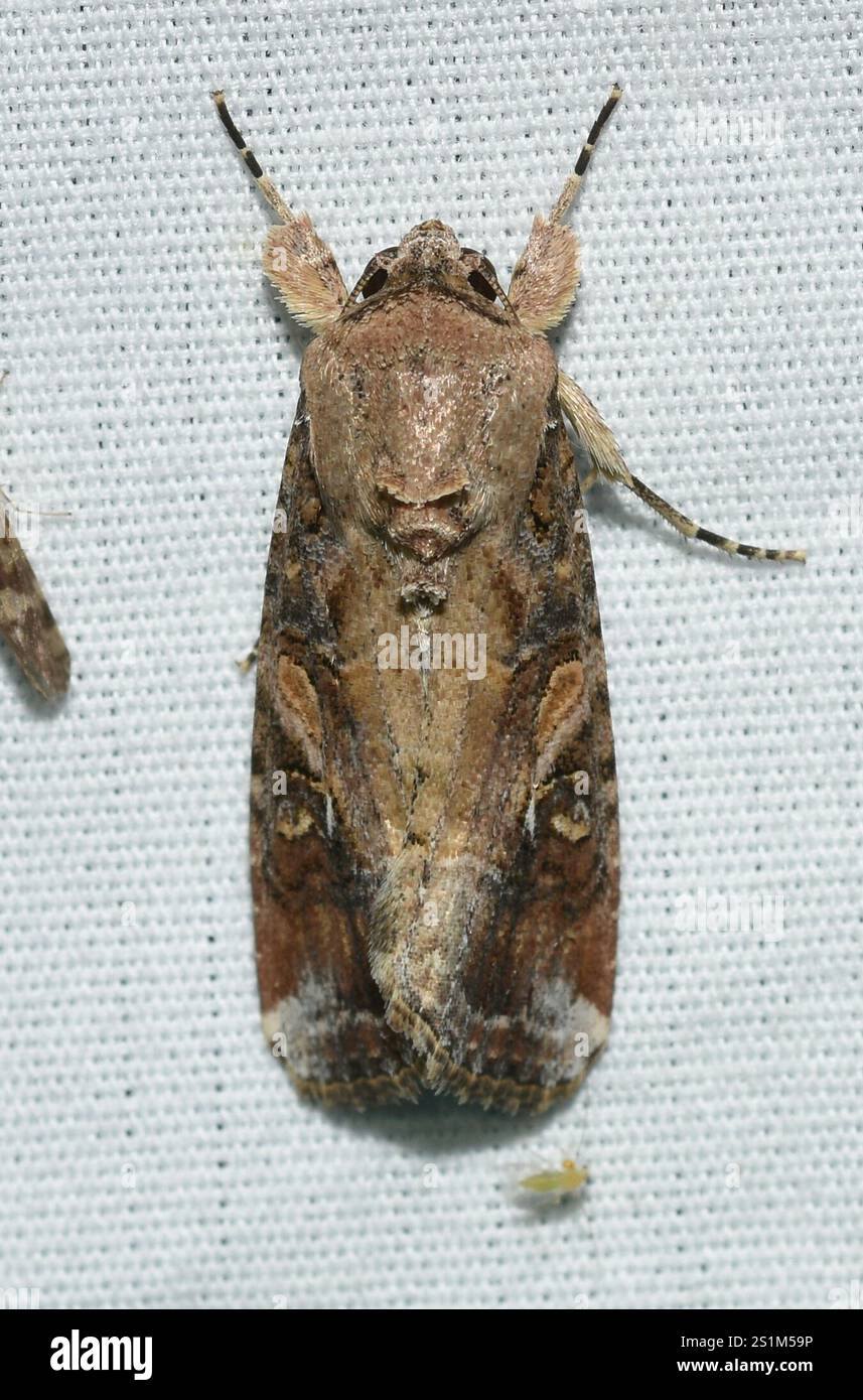 Fall Armyworm Moth (Spodoptera frugiperda Stock Photo - Alamy