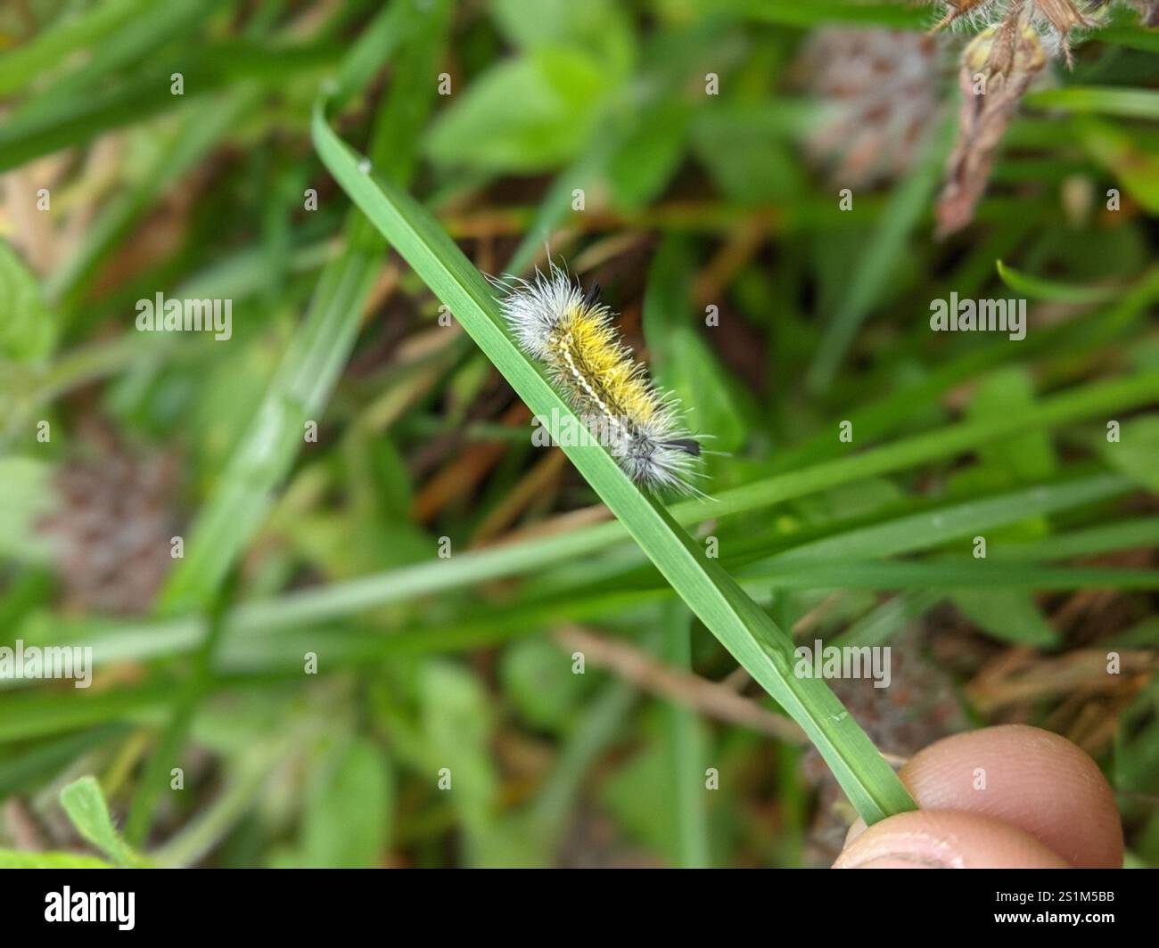 Virginia Ctenucha Moth (Ctenucha virginica Stock Photo - Alamy