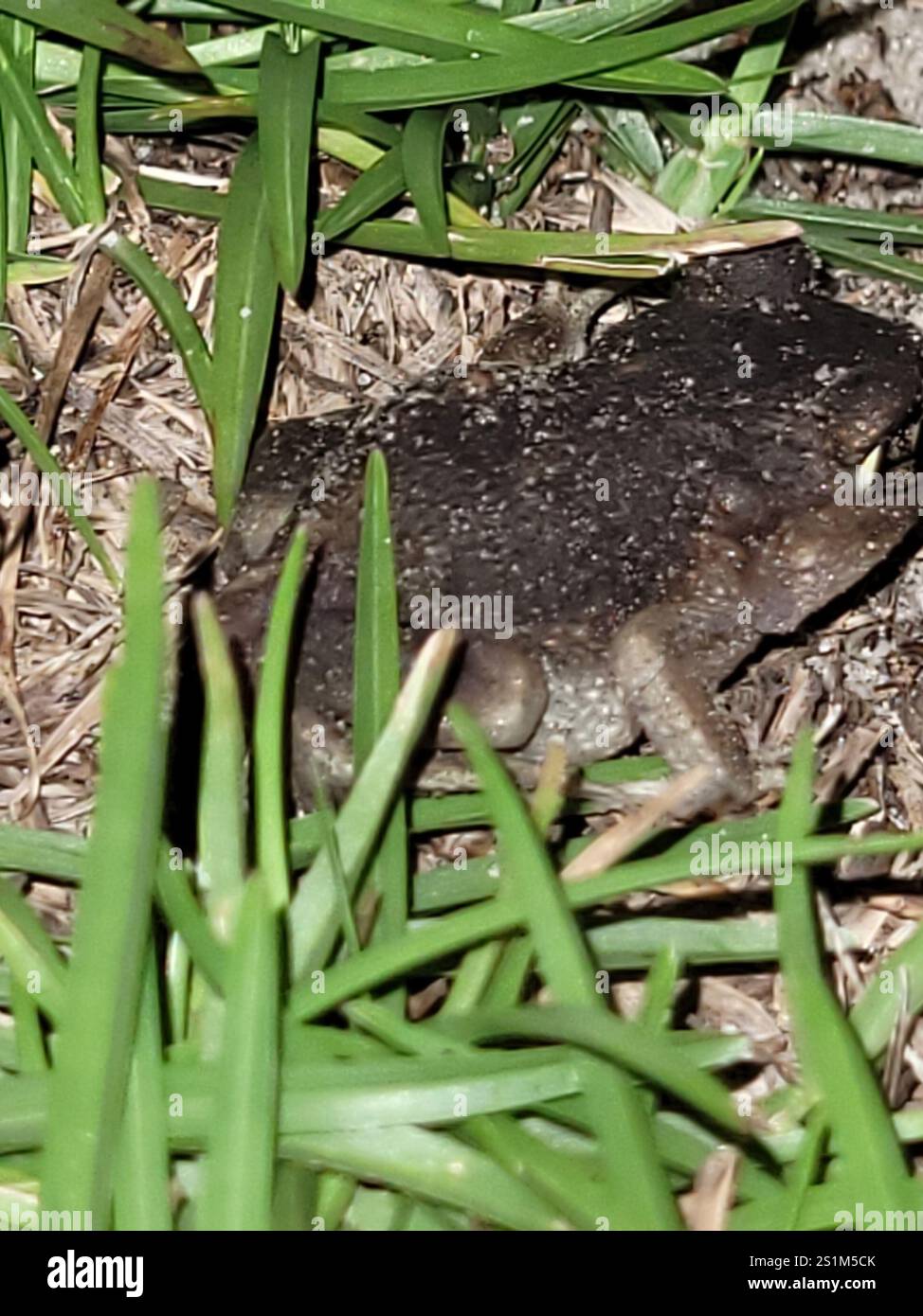 Eastern Spadefoot (Scaphiopus holbrookii Stock Photo - Alamy