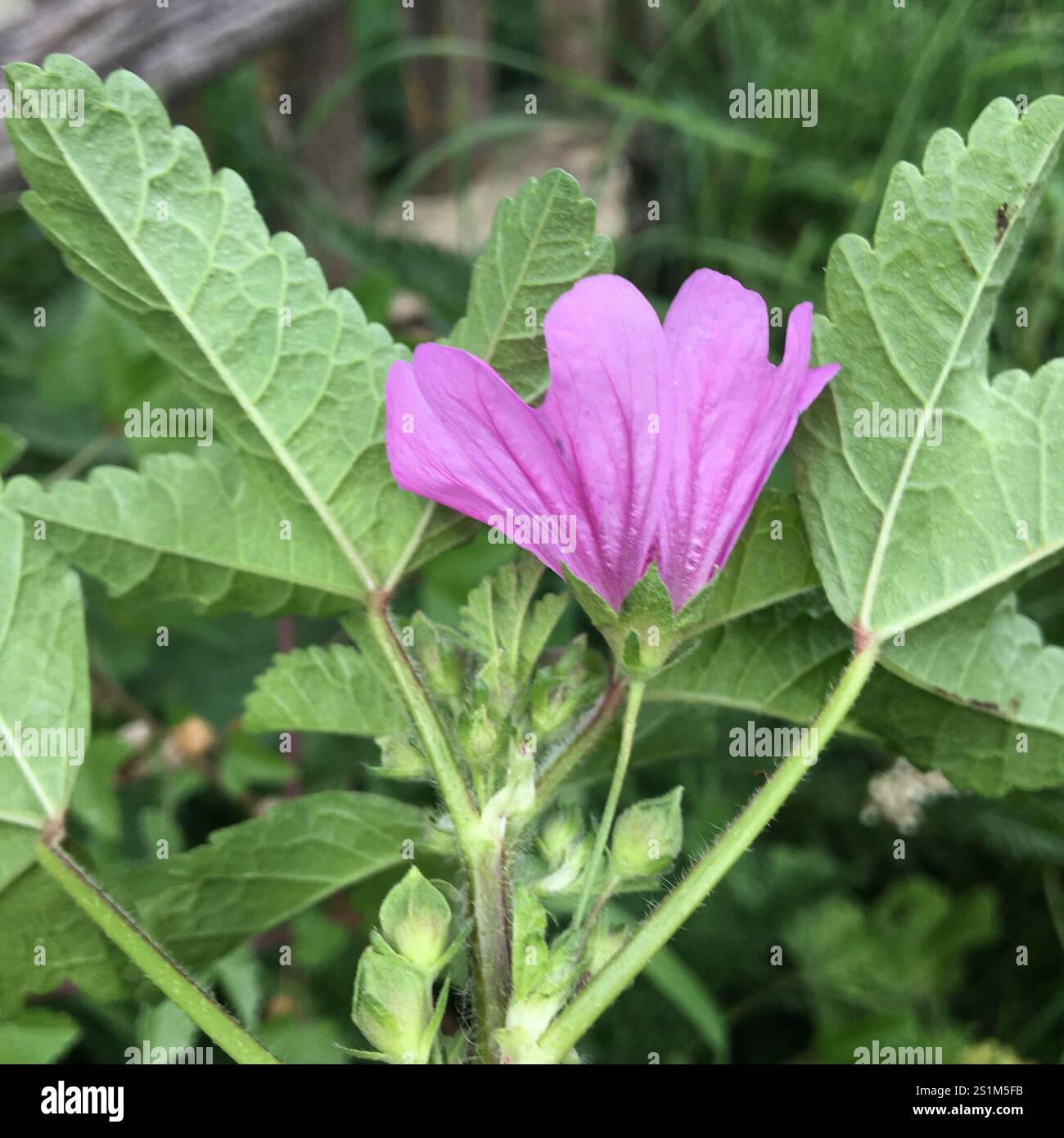 Common Mallow (Malva sylvestris Stock Photo - Alamy