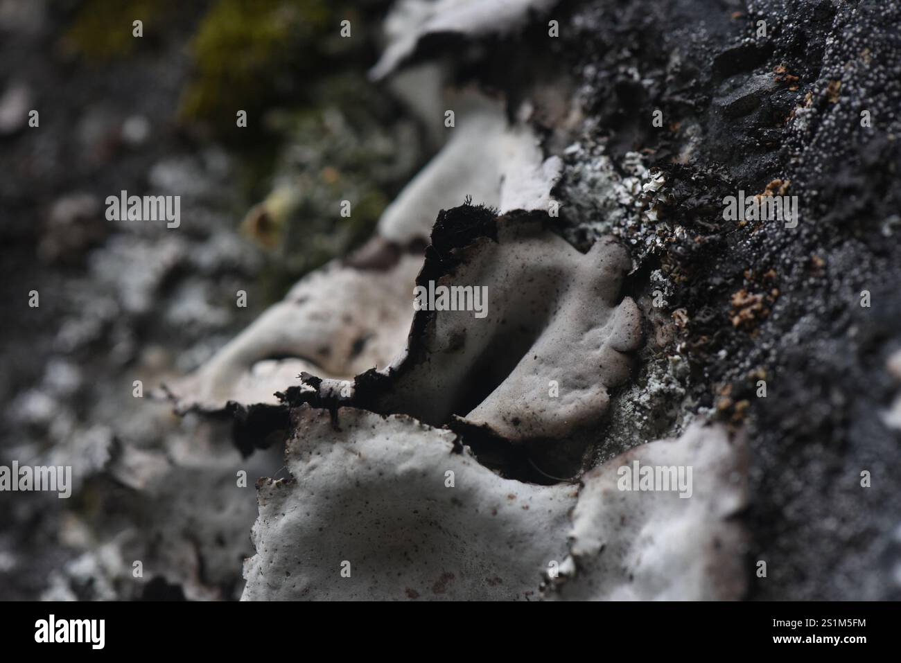 Frosted Rock Tripe (Umbilicaria americana Stock Photo - Alamy
