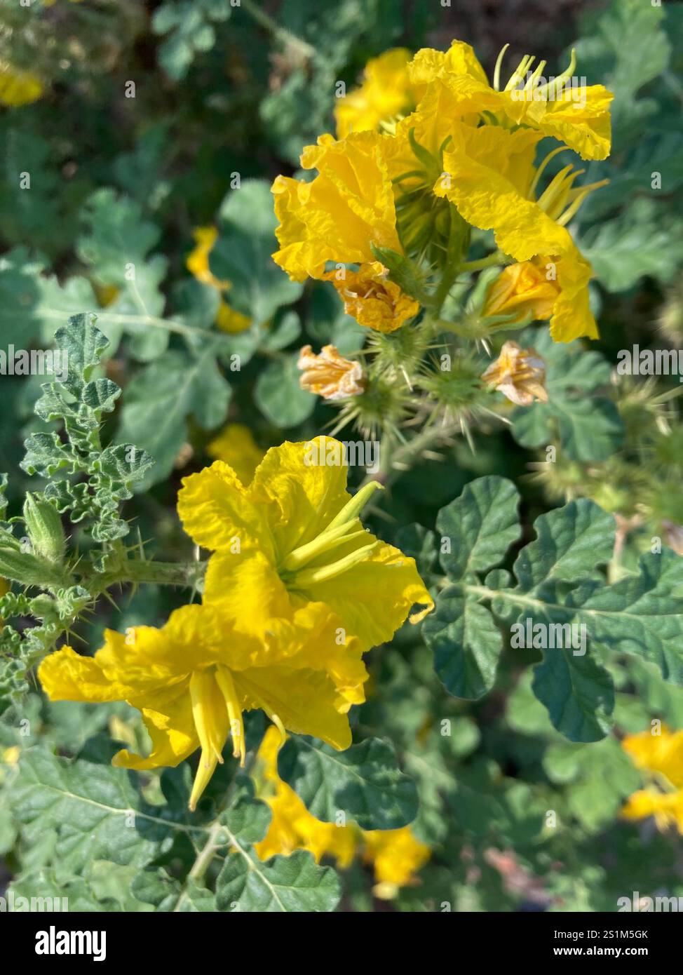 buffalo-bur (Solanum rostratum Stock Photo - Alamy