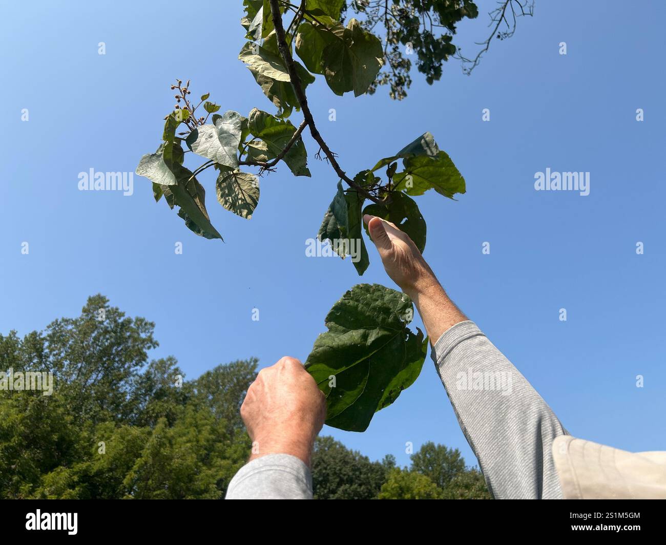 princess tree (Paulownia tomentosa Stock Photo - Alamy