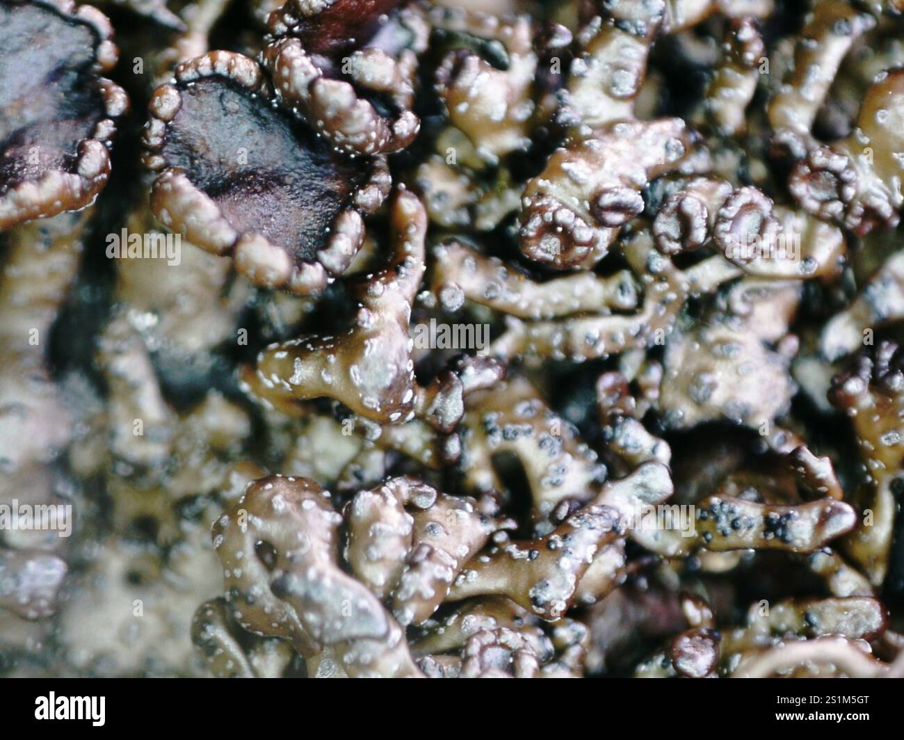 Stygian Black-parmelia (Melanelia stygia Stock Photo - Alamy