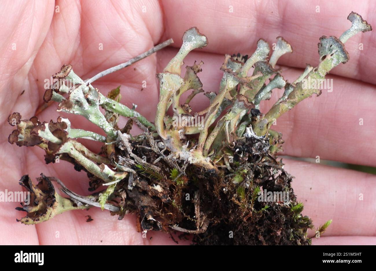 Bronzed Pixie Lichen (Cladonia gracilis turbinata Stock Photo - Alamy