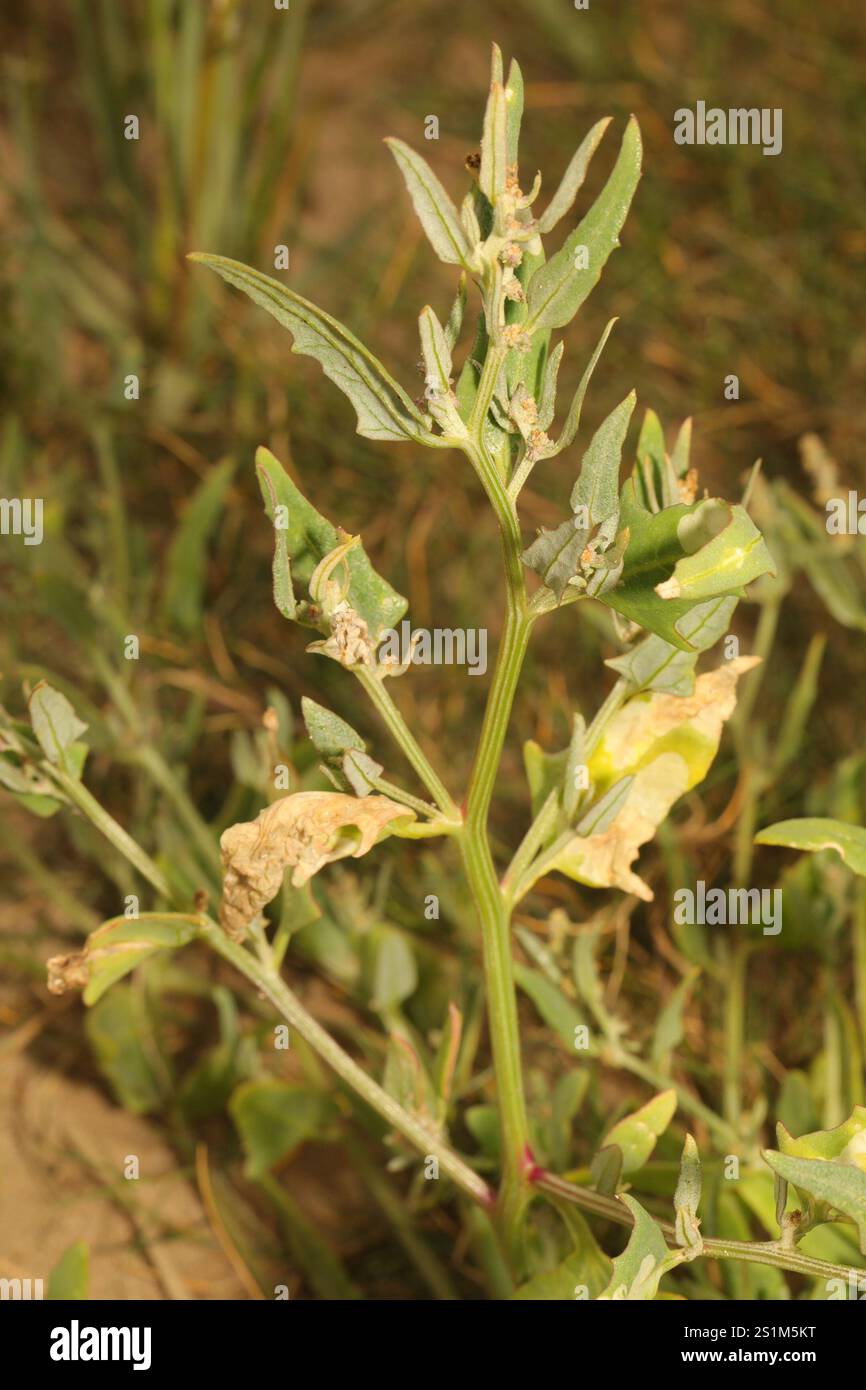 Common Orache (Atriplex patula Stock Photo - Alamy