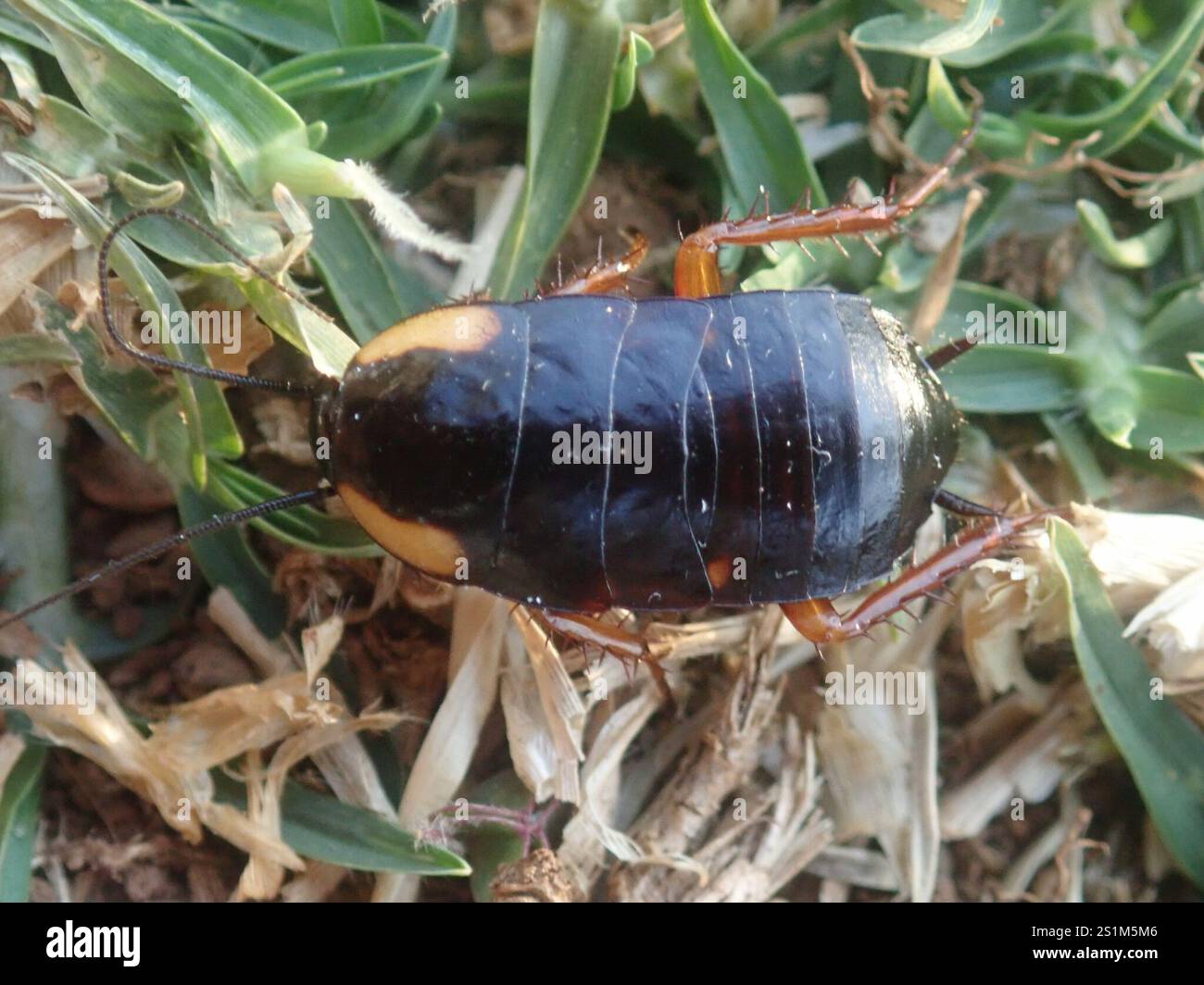 Orange-shouldered Cockroach (Pseudoderopeltis albilatera Stock Photo ...