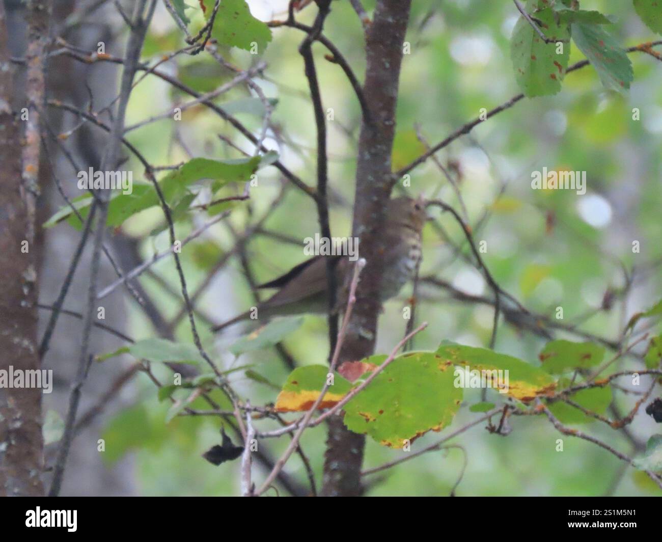 Swainson's Thrush (Catharus ustulatus Stock Photo - Alamy