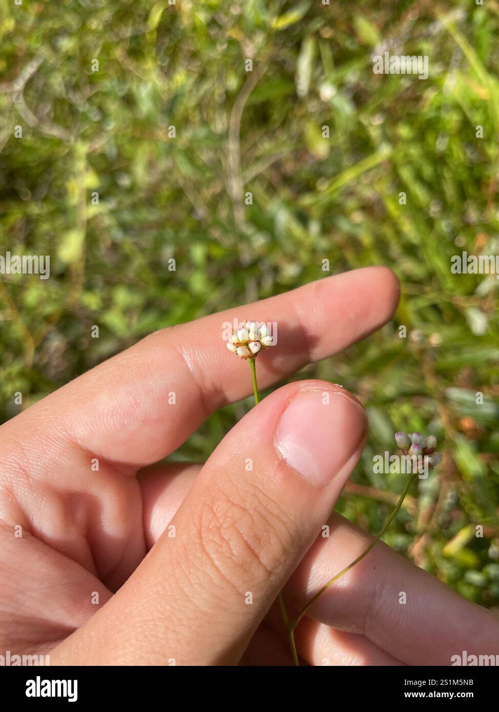 arrow-leaved tearthumb (Persicaria sagittata Stock Photo - Alamy
