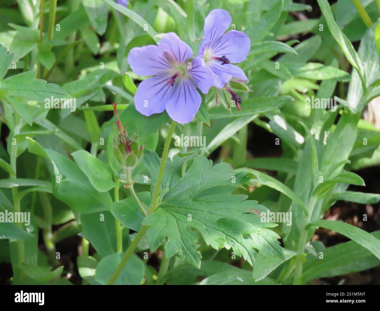 woolly cranesbill (Geranium erianthum Stock Photo - Alamy