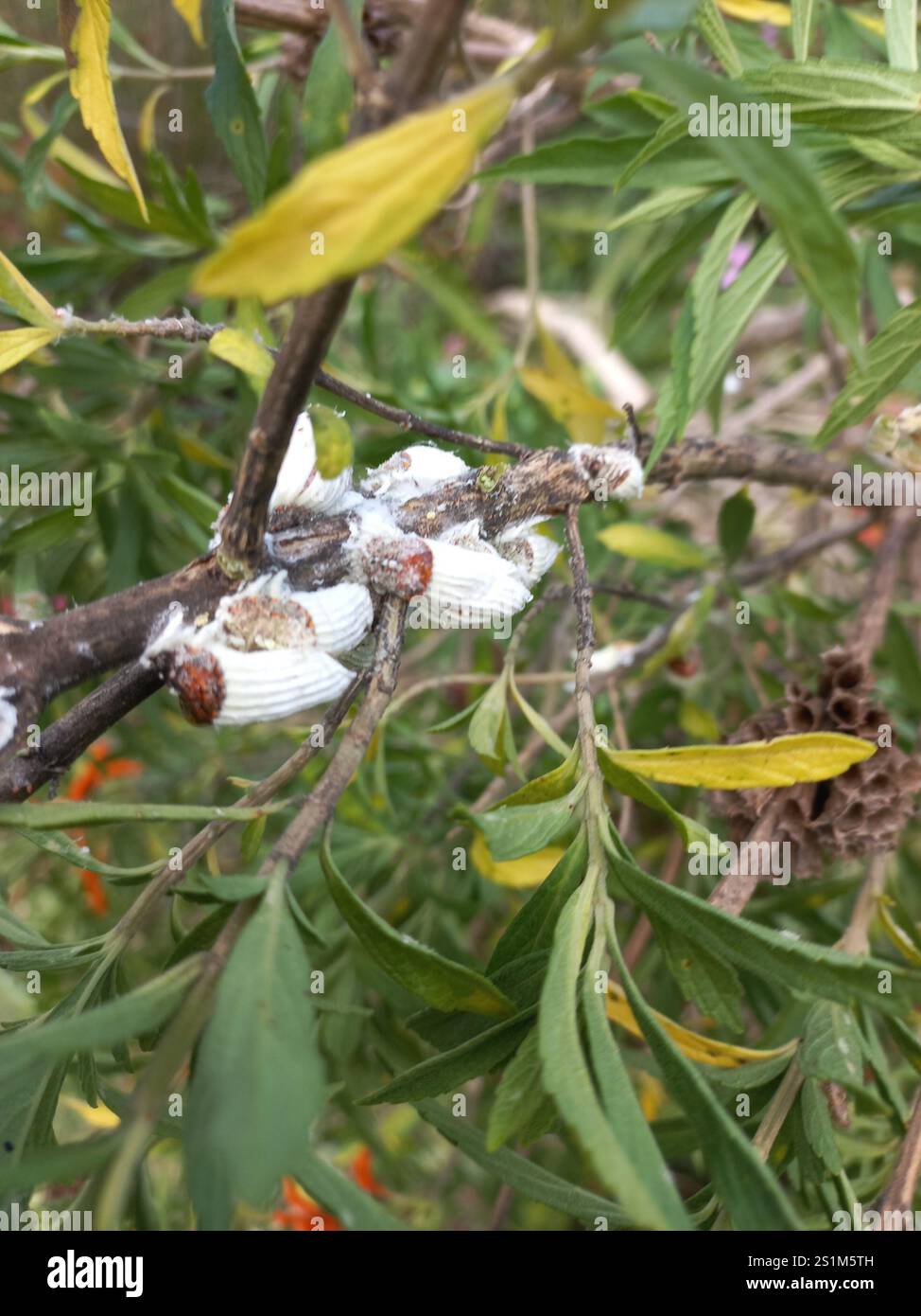 Cottony cushion scale (Icerya purchasi Stock Photo - Alamy