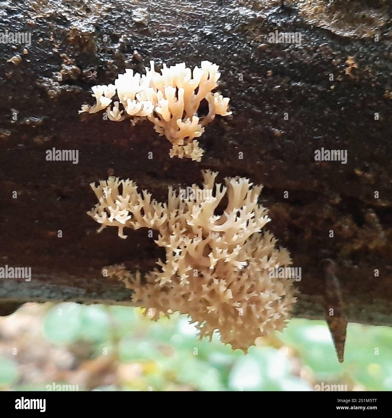 crown-tipped coral fungus (Artomyces pyxidatus Stock Photo - Alamy